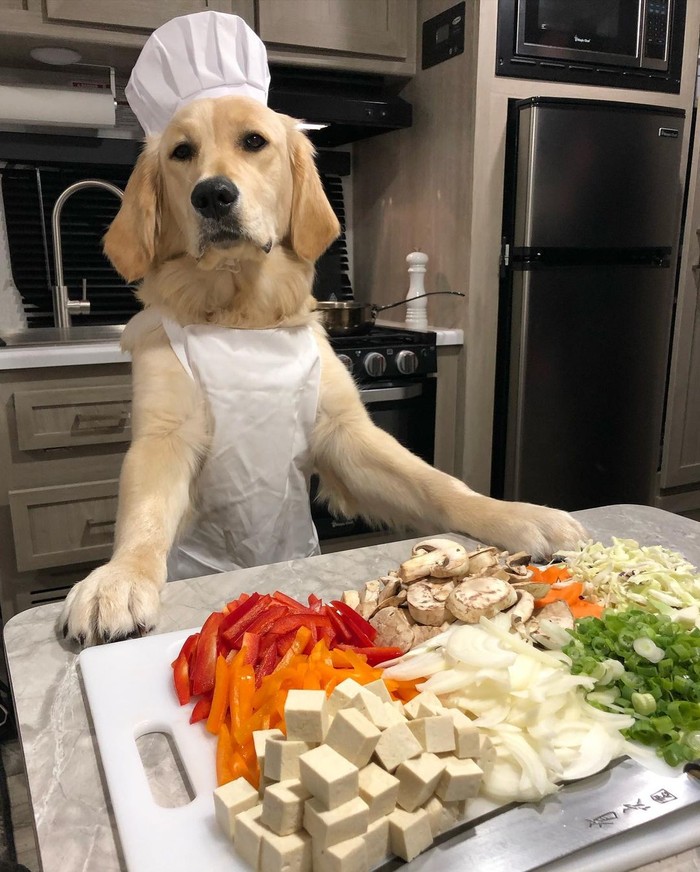Gemas! 10 Momen Masak Chef Badger, Anjing Golden Retriever yang Jago Masak