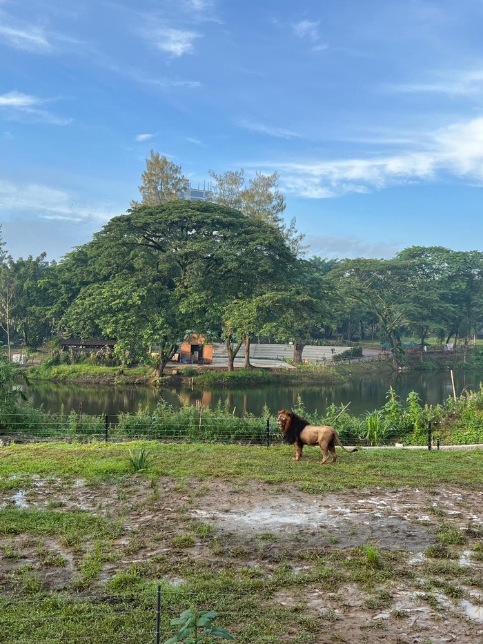 Tak Lagi di Kandang, Solo Safari Lepasliarkan Seekor Singa Tak Lagi di Kandang, Solo Safari Lepasliarkan Seekor Singa
