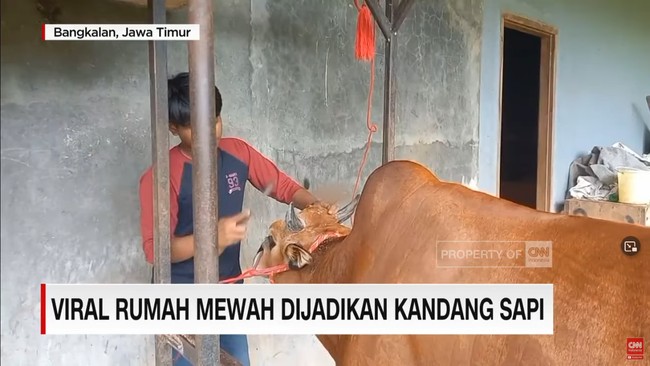Foto: Rumah Mewah di Madura yang Viral Dijadikan Kandang Sapi