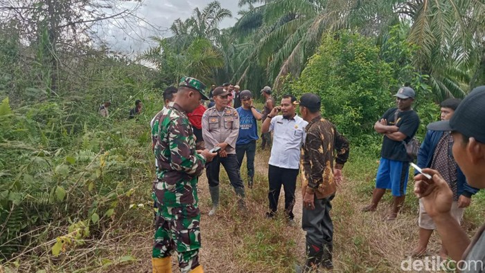 Cari Rumput Sapi, Peternak di Riau Hilang Diterkam Buaya Cari Rumput Sapi, Peternak di Riau Hilang Diterkam Buaya