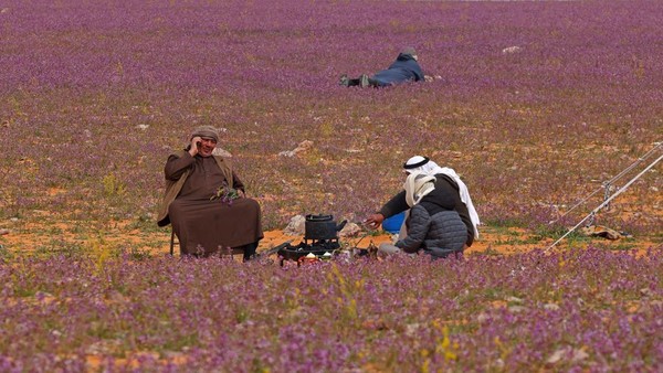 Wow! Ladang Lavender Warnai Gersangnya Gurun di Arab Saudi