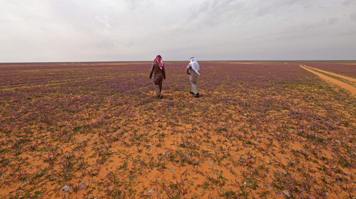 Wow! Ladang Lavender Warnai Gersangnya Gurun di Arab Saudi Wow! Ladang Lavender Warnai Gersangnya Gurun di Arab Saudi