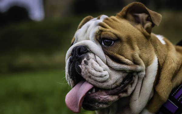 5 Fakta Menarik tentang 'Si Sangar' Bulldog