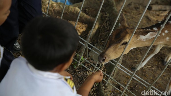 Antusias Siswa PAUD ke Wisata Edukasi Taman Rusa di Perta Arun Aceh