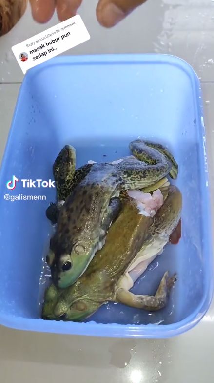 Video Masak Bubur Katak Ini Bikin Netizen Risih dan Mual Video Masak Bubur Katak Ini Bikin Netizen Risih dan Mual