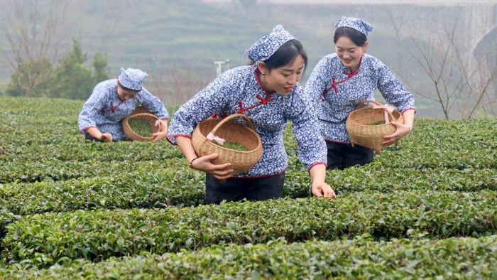 Keseruan Panen Pucuk Teh Pertama Musim Semi di China