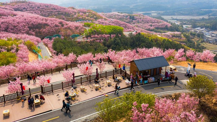 Bunga Sakura Bermekaran di China, Indahnya Kebangetan!