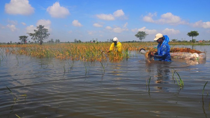 Banjir Kudus Bikin Petani Gagal Panen