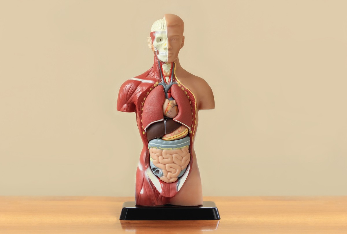 10 Sistem Organ Tubuh Manusia dan Fungsinya