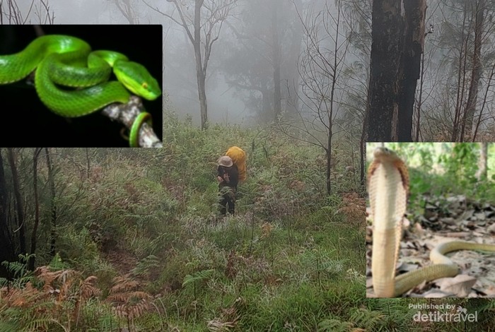 Pendaki Wajib Tau, Ini Pertolongan Pertama Digigit Ular