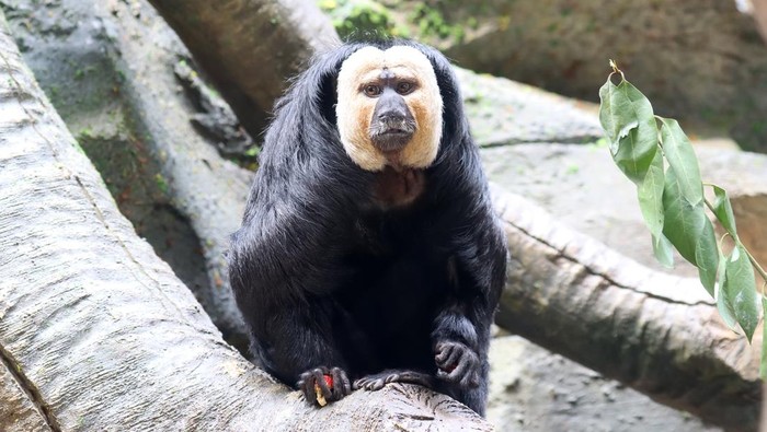 Mengenal Saki, Spesies Monyet Berwajah Putih