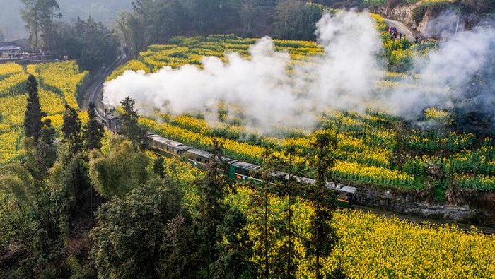 Saat Kereta Uap Melintasi Lautan Bunga di China, Indah Banget