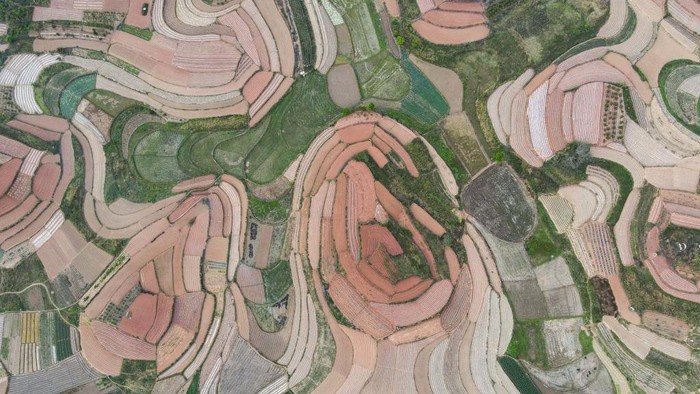 Lanskap Unik Ladang Sayur di China