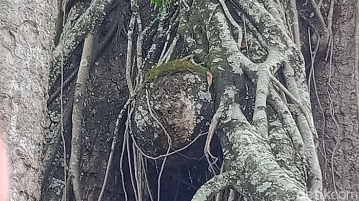Potret Pohon Randu Alas Segede Bak Truk di Randulanang Klaten