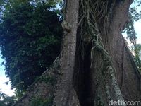 Pohon Randu Raksasa Ini Punya Rongga Muat 5 Orang, Sering Dipakai Tirakat