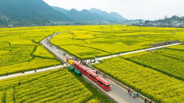 Serunya Keliling Kebun Bunga di China dengan Kereta Wisata