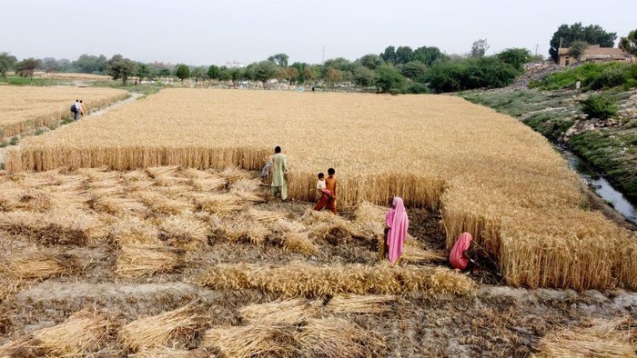 Melihat Panen Gandum di Pakistan
