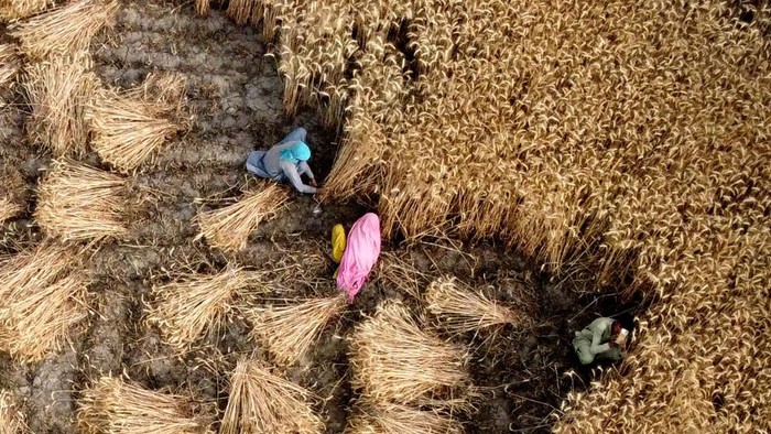 Melihat Panen Gandum di Pakistan