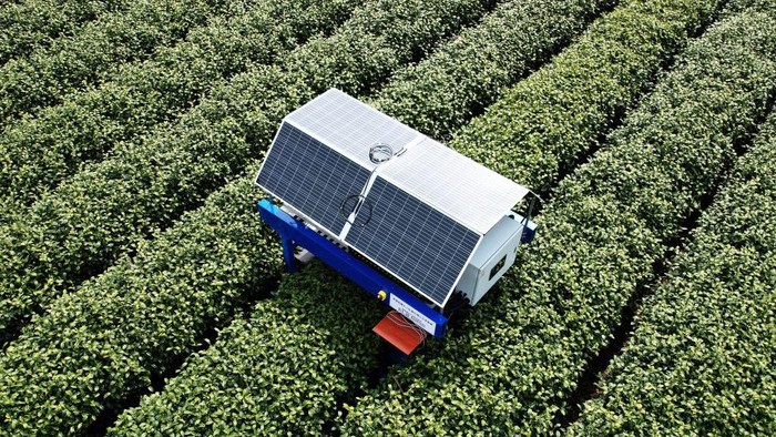 Canggih, Robot Pemetik Teh di China Ini Pakai Teknologi Fotovoltaik
