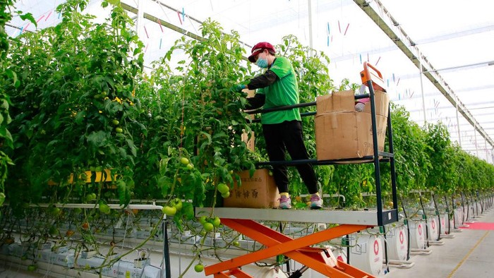 Potret Kecanggihan Sistem Pertanian-Peternakan Pintar di China