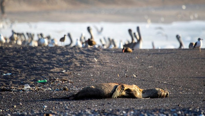 Penampakan Singa Laut Mati Terinfeksi Flu Burung di Pantai Chile
