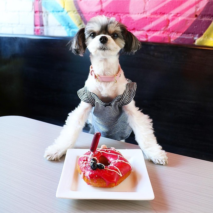 Bikin Gemas! 10 Pose Makan Mewah 'Tinkerbelle', Anjing Selebgram yang Modis