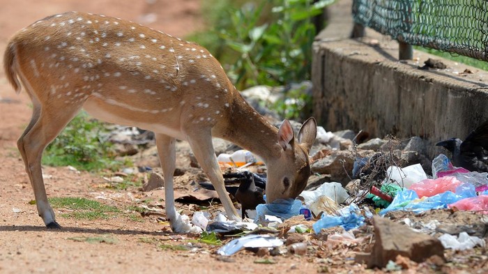 Potret Miris Rusa di Sri Lanka Makan Sampah Plastik, Belasan Ekor Mati