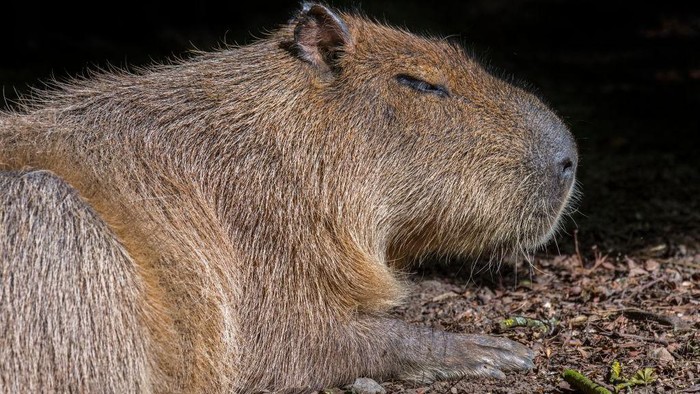Mengenal Kapibara 'Masbro', Hewan Pengerat Terbesar di Dunia