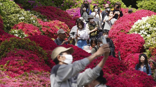 Keindahan Bunga Azalea yang Mekar Ini Bikin Kangen Tokyo!