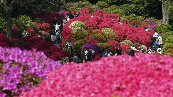 Keindahan Bunga Azalea yang Mekar Ini Bikin Kangen Tokyo!