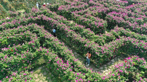 Lanskap Taman Labirin yang Indah di Qianxinan