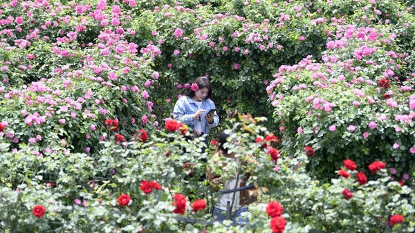 Lanskap Taman Labirin yang Indah di Qianxinan