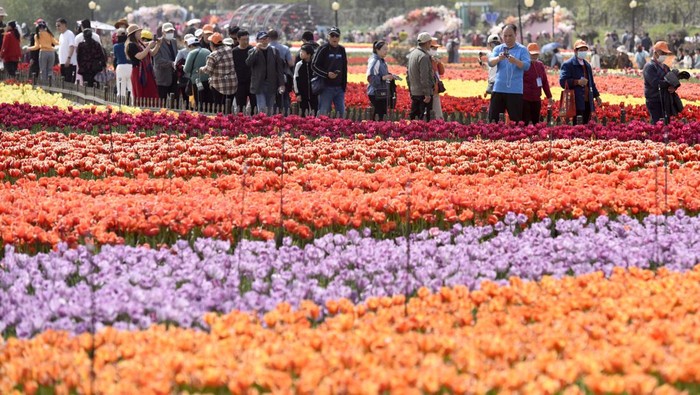 Foto Udara Keindahan Taman dengan Bunga Tulip Bermekaran