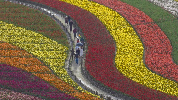 Foto Udara Keindahan Taman dengan Bunga Tulip Bermekaran