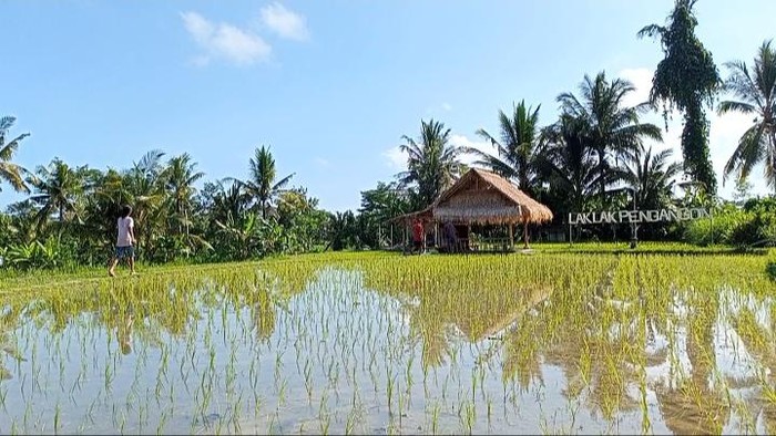 Ngopi Santai Sembari Menyantap Laklak di Sawah Desa Bakas