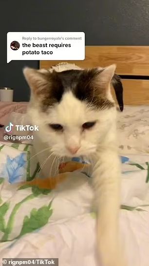 Rahasia Panjang Umur Kucing 18 Tahun, Gegara Hobi Makan Taco Rahasia Panjang Umur Kucing 18 Tahun, Gegara Hobi Makan Taco