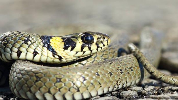 5 Hewan Ini Punya Cara Bertahan Hidup yang Unik Lho