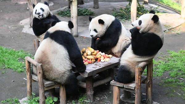 Potret Panda di China Asyik 'Nongkrong' Bareng