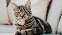 Asal-usul Hari Kucing Internasional Tanggal 8 Agustus 2024