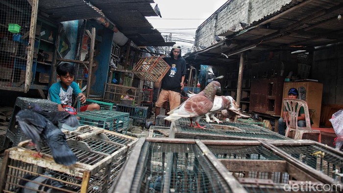 Memanfaatkan Lahan Kosong di Perkotaan untuk Bermain Merpati