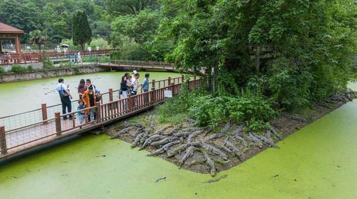 Ini Dia Pusat Penangkaran Buaya Terbesar di China