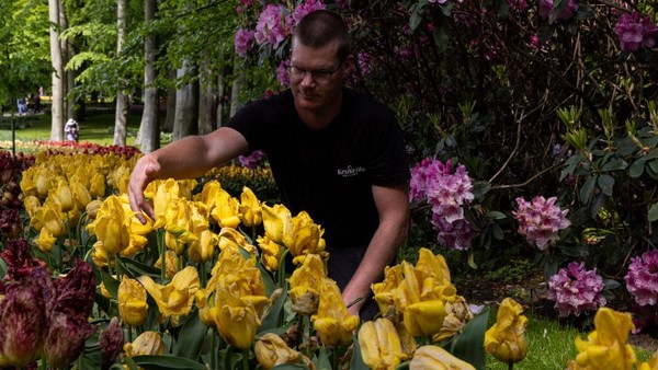 Cuaca Ekstrem Bikin Ladang Bunga Tulip di Belanda Layu