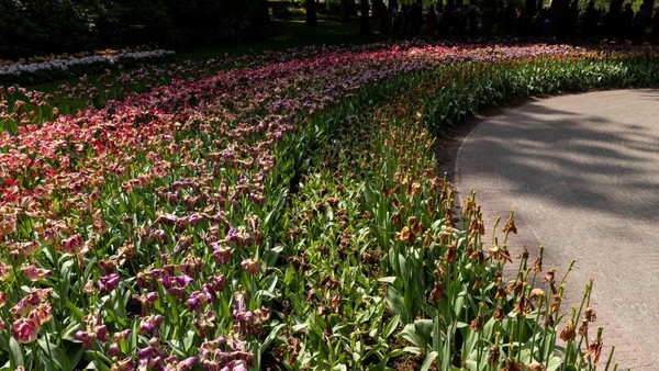 Cuaca Ekstrem Bikin Ladang Bunga Tulip di Belanda Layu