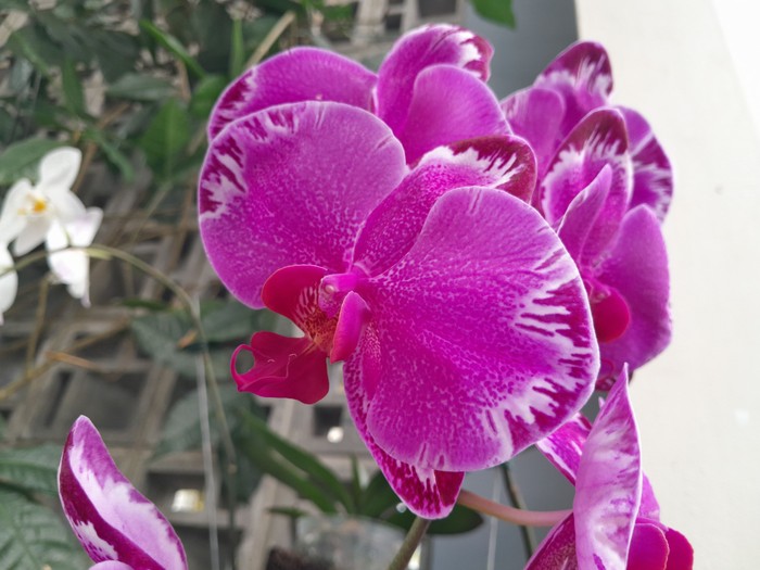 Potret Rumah Kaca Anggrek Kebun Raya Bogor yang Diresmikan Megawati