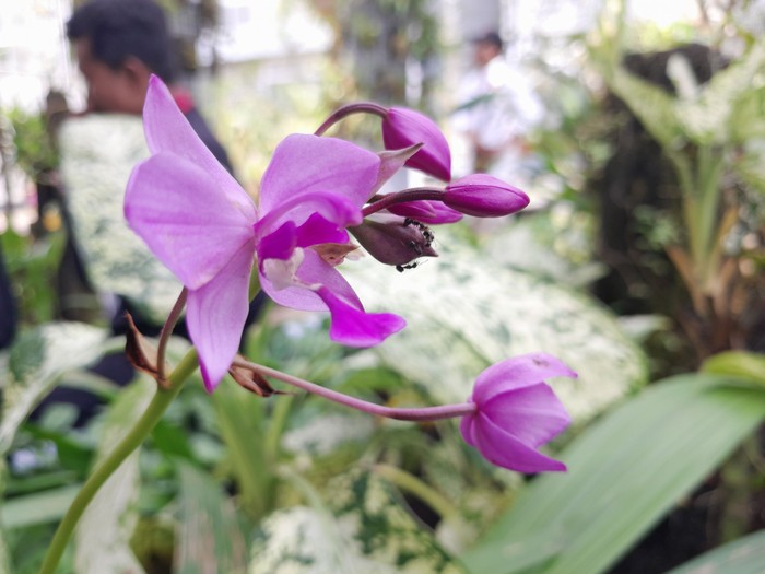 Potret Rumah Kaca Anggrek Kebun Raya Bogor yang Diresmikan Megawati