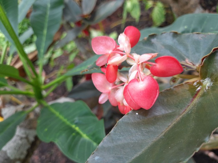 Potret Rumah Kaca Anggrek Kebun Raya Bogor yang Diresmikan Megawati