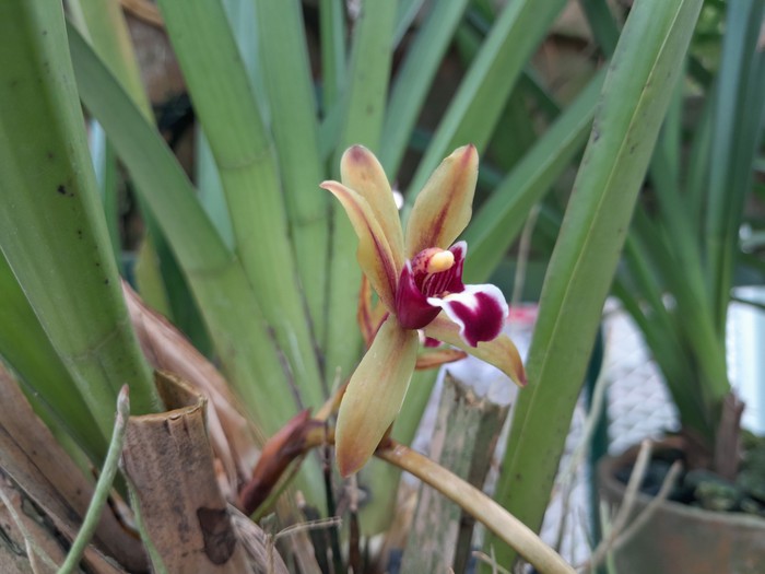 Potret Rumah Kaca Anggrek Kebun Raya Bogor yang Diresmikan Megawati