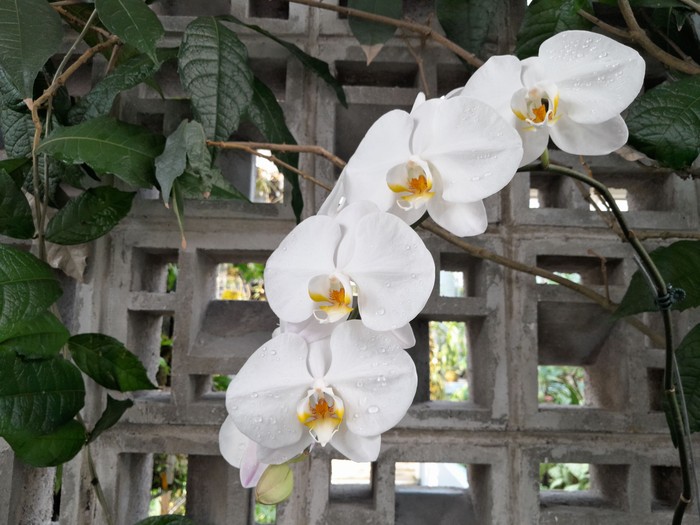 Potret Rumah Kaca Anggrek Kebun Raya Bogor yang Diresmikan Megawati