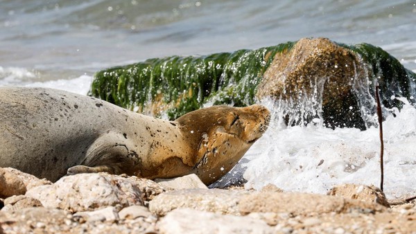 Potret Anjing Laut Langka Muncul di Pantai Israel