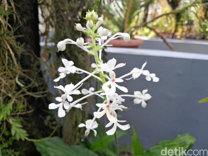 Koleksi Anggrek di Kebun Raya Bogor, Dirintis sejak Zaman Hindia Belanda